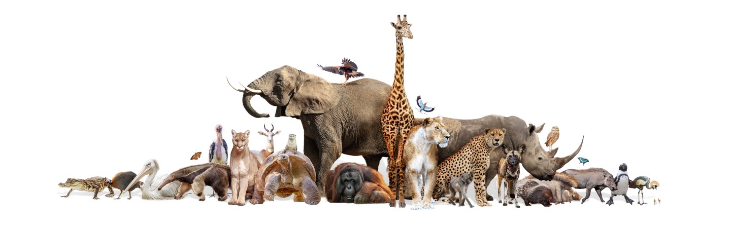 Day 6: God Creates Animals (Genesis 1:24-25) – Life Meets Theology