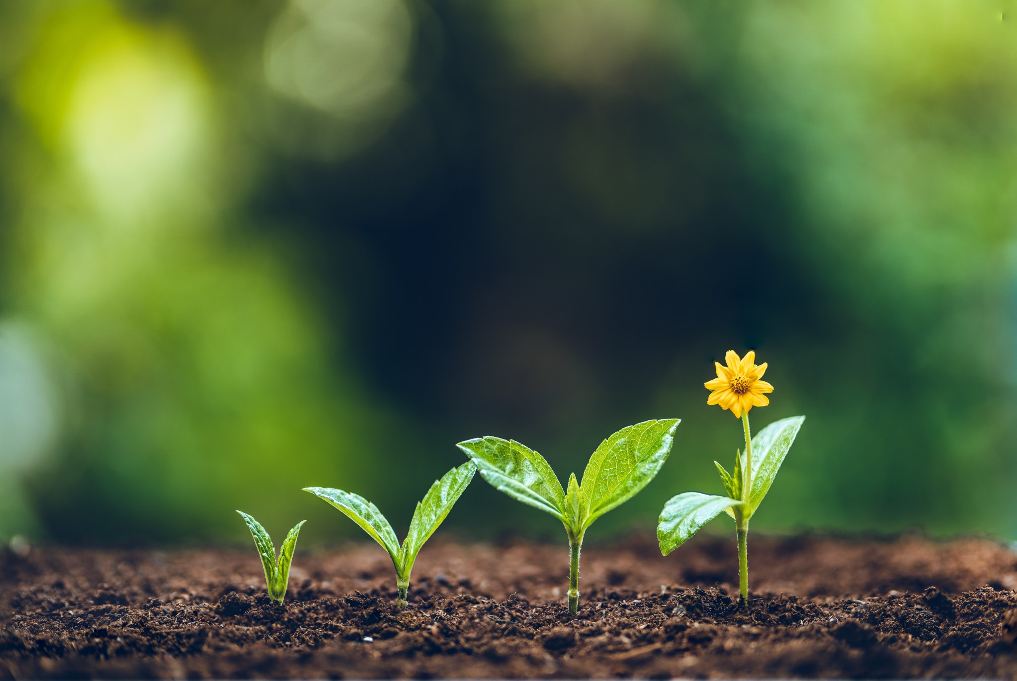 After the Flood: God’s Plan for the Earth (Genesis 9:1-7) – Life Meets ...